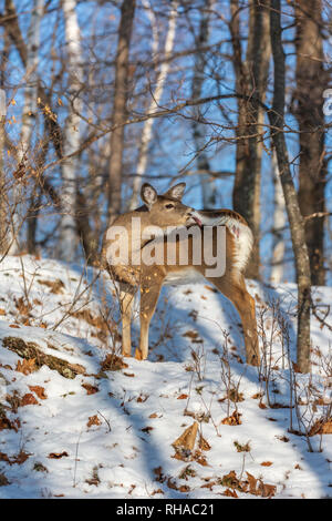 White-tailed fawn grooming Stock Photo - Alamy