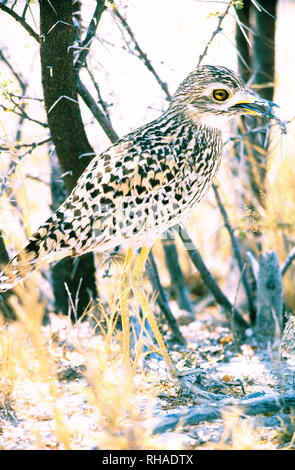 Kaptriel, Burhinus capensis - cape Dikkop, Kaptriel | Burhinus capensis ...