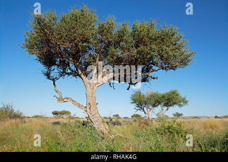Shepherd's tree (Boscia albitrunca) in a savanna area, Madikwe Game ...