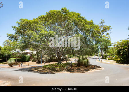 Residential streetscape with many trees Stock Photo - Alamy