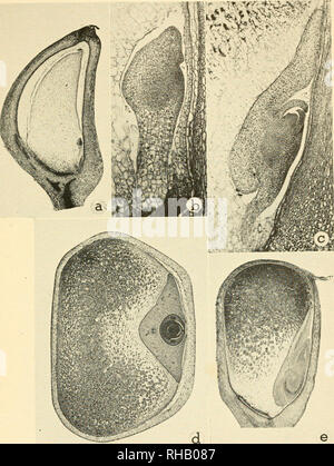 . Botanical microtechnique. Botany -- Anatomy; Botany -- Morphology ...