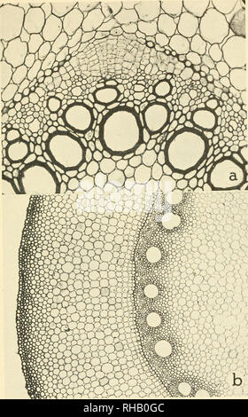 . Botanical microtechnique. Botany -- Anatomy; Botany -- Morphology ...