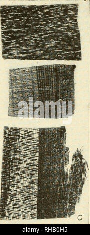 Microscopy of a three year old tilia around 430 magnification Stock ...