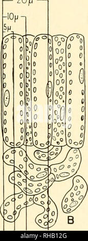 . Botanical microtechnique. Botany -- Anatomy; Botany -- Morphology ...