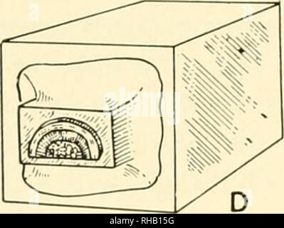 . Botanical microtechnique. Botany -- Anatomy; Botany -- Morphology ...