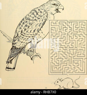 Red-tailed hawk in dive Stock Photo - Alamy