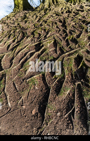 Exposed tree roots of Beech trees on a bank of the henge at Avebury ...