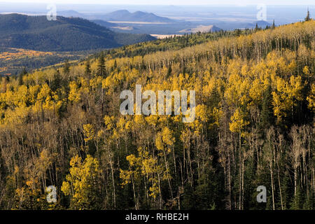 The aspen trees in Flagstaff, Arizona turn bright yellow as fall turns ...