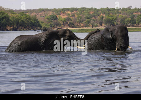 Elephants swim across the Chobe River in the Chobe National Park ...