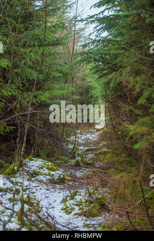 Pine trees in the snow Stock Photo - Alamy