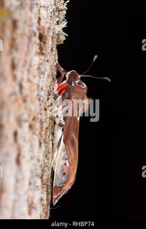 Costa Rica Moth (Bertholdia albipuncta) resting on tree trunk ...