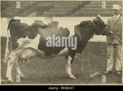 champion dairy Holstein cow being sold Stock Photo - Alamy