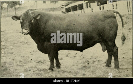 The cattle breed Belgian Red is a breed from West Flanders in Belgium ...