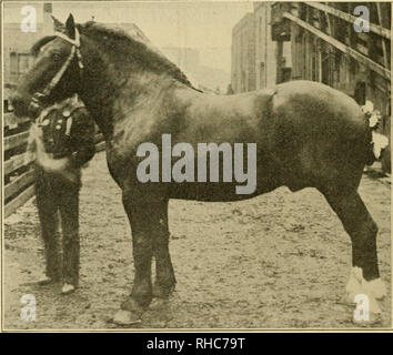 champion dairy Holstein cow being sold Stock Photo - Alamy