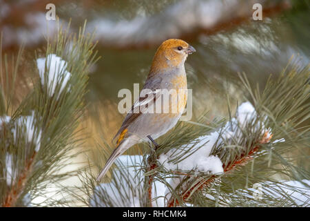 Female pine grosbeak in northern Wisconsin Stock Photo - Alamy