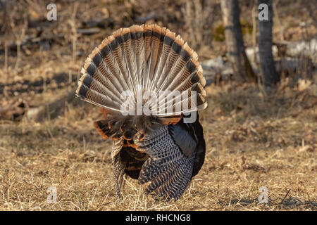Rear view of Wild Turkey, Meleagris gallopavo, standing against white ...