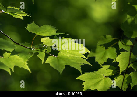 Red maple leaves deep within a northern Wisconsin forest Stock Photo ...