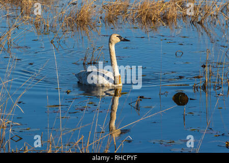 Trumpeter swan swimming in Phantom Lake at Crex Meadows Wildlife Area ...