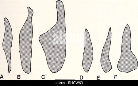 . Bonner zoologische Monographien. Zoology. 39. Fig.20: Transmission ...