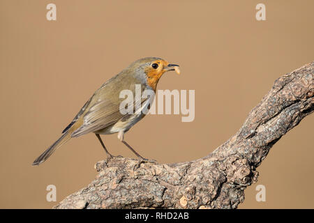 Robin (red breast) / Erithacus rubecula - portrait in profile with soft ...