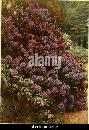 Rhododendron (Rhododendron 'Purpureum Elegans' Stock Photo - Alamy