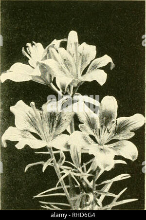 Lilium x testaceum Stock Photo - Alamy