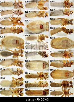 Bonner zoologische Monographien - Pholcus phalangioides (mating Stock ...