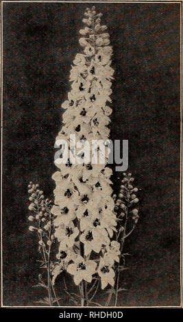 Dianthus, pink red dwarf carnation flowers and plants texture ...