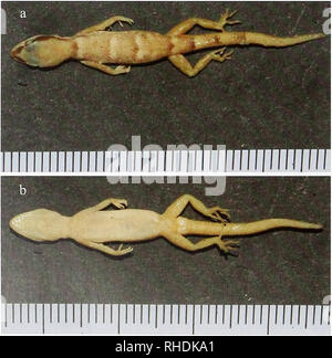 . Bonn zoological bulletin. Zoology. Fig. 2. Genital morphology of ...