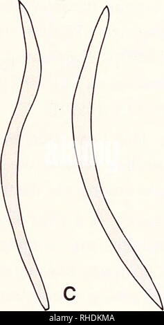 . Bonner zoologische Monographien. Zoology. 131 Homology of ...