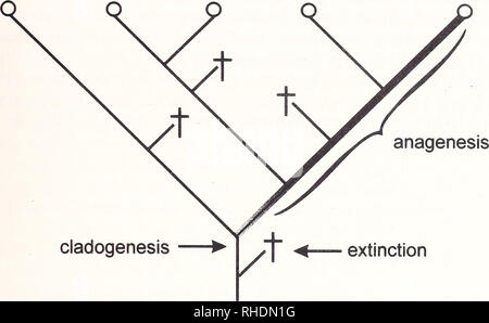 Phylogenetic (or evolutionary) tree, showing evolutionary relationships ...