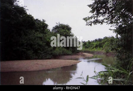 FRAKE, TERMINALIA SUPERBA Stock Photo - Alamy