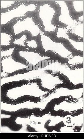 . Bonner zoologische Monographien. Zoology. 31. Fig. 8: Head of (A ...