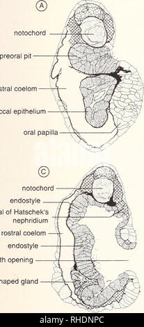 . Bonner zoologische Monographien. Zoology. / ABC Fig. 15: Opercle in ...