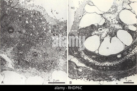 . Bonner zoologische Monographien. Zoology. 40 The hyomandibula is a ...