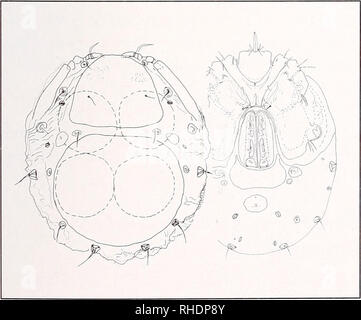 . Bonner zoologische Monographien. Zoology. PANESAR, EVOLUTION IN WATER ...