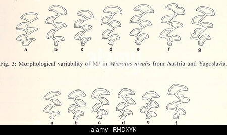 Snow Vole (Microtus nivalis Stock Photo - Alamy