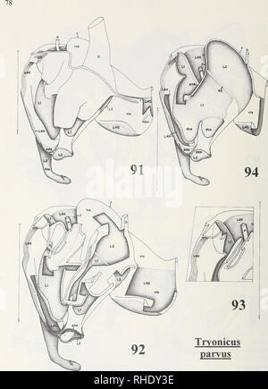 . Bonner zoologische Monographien. Zoology. 94 Plate 10. Plate 10: The ...