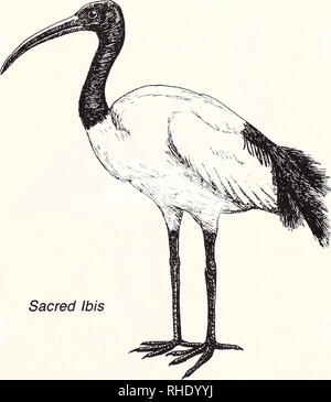 Glossy Ibis (plegadis falcinellus), Nile River, Luxor, Egypt Stock ...