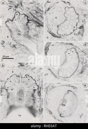. Bonner zoologische Monographien. Zoology. 31 NEUROMAST LINES ...