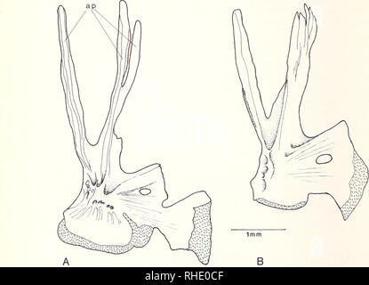. Bonner zoologische Monographien. Zoology. 62 The intestine in ...