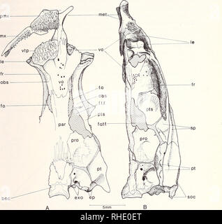 . Bonner zoologische Monographien. Zoology. 51. Phocidae ...