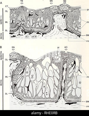 . Bonner zoologische Monographien. Zoology. 40 The hyomandibula is a ...