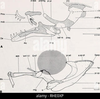 . Bonner zoologische Monographien. Zoology. 51. Phocidae ...