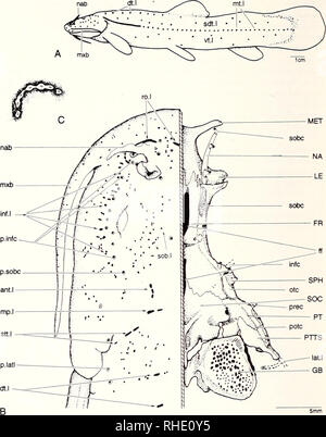 . Bonner zoologische Monographien. Zoology. 18 Fig.6: Scanning electron ...