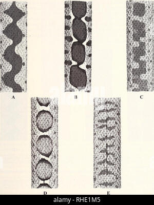 . Bonner zoologische Monographien. Zoology. 27. Fig.ll: Electron ...