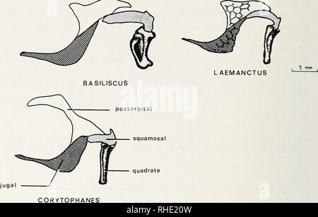 . squamosal postorbital Stock Photo - Alamy