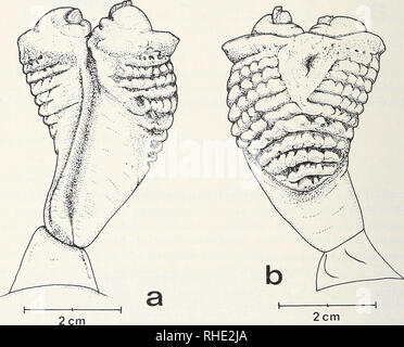 Varanus (Indovaranus) bengalensis Stock Photo - Alamy