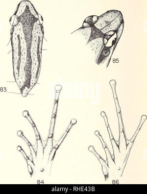. Bonner zoologische Monographien. Zoology. 87 Exoccipital (Figs.49A-B ...