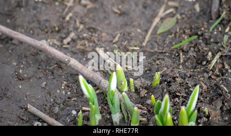 Hyacinth sprouting through earth spring Stock Photo - Alamy